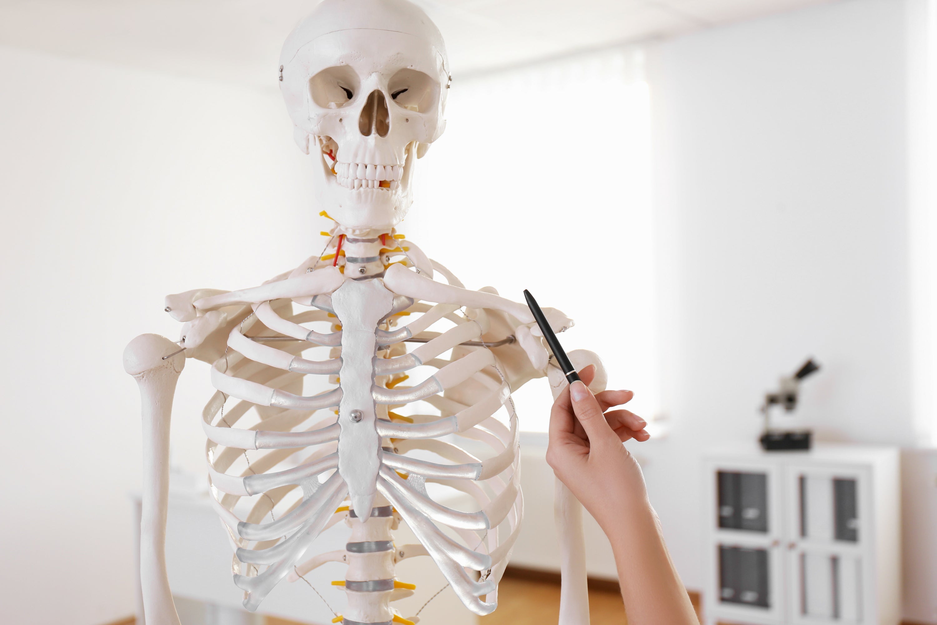 Creative Ways to Learn Anatomy: Boost Your Medical Education – Animus ...