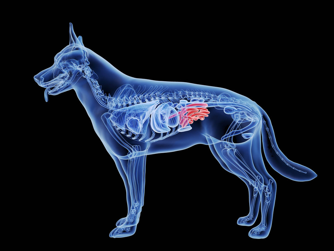Understanding Dog Anatomy: Essential Insights for Dog Owners – Animus ...