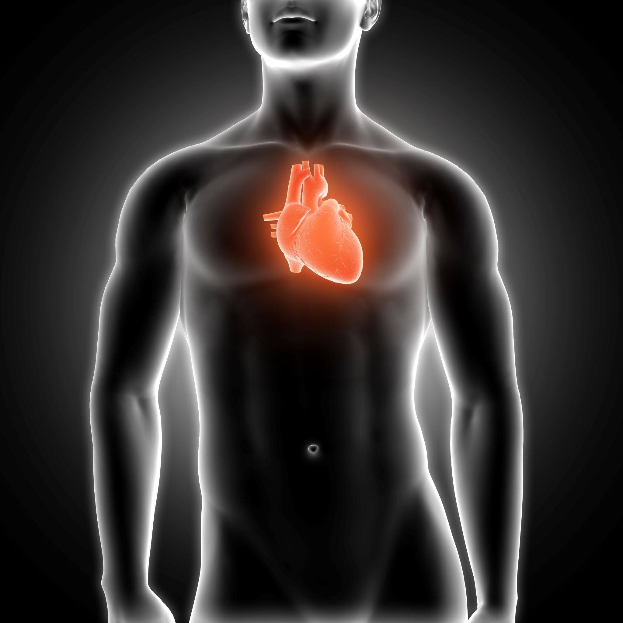 The Heart - Anatomy of Our Life Pump – Animus Medicus US