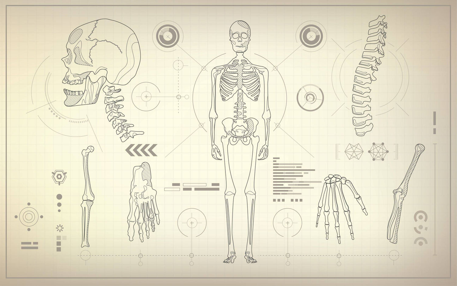 Anatomy Archives - Medical Anatomy Pictures – Animus Medicus GmbH