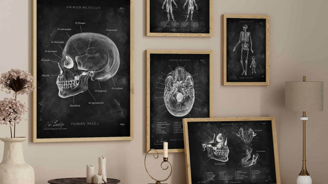 The Fascinating History of Anatomy: From Ancient Times to Modern Imagi ...