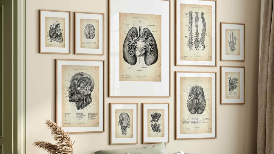 The Fascinating History of Anatomy: From Ancient Times to Modern Imagi ...