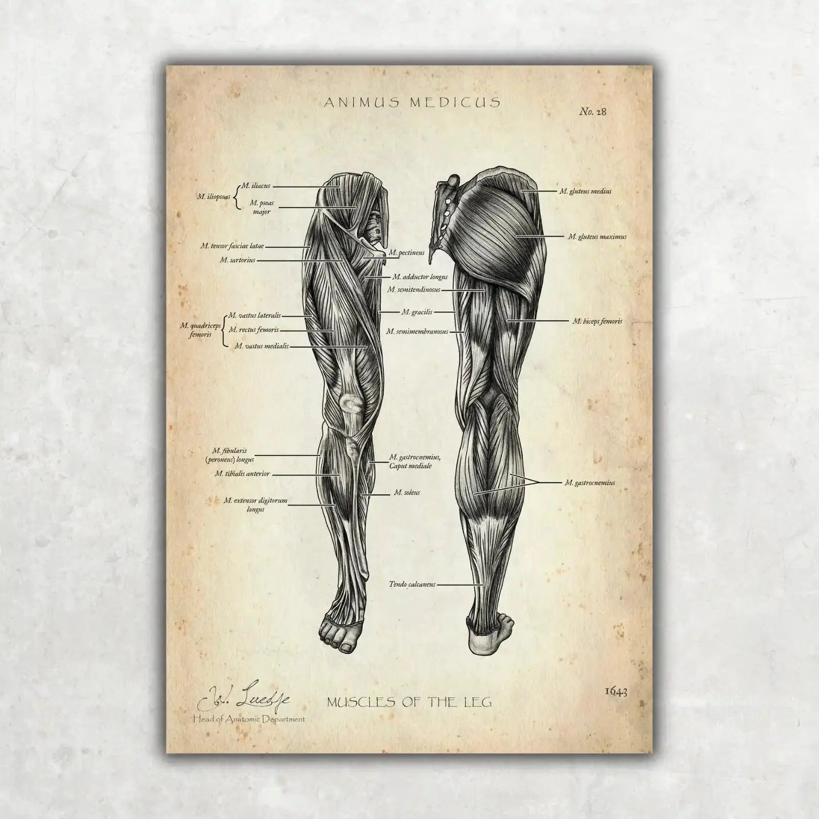 Leg Muscles Anatomy Poster - Animus Medicus – Animus Medicus GmbH