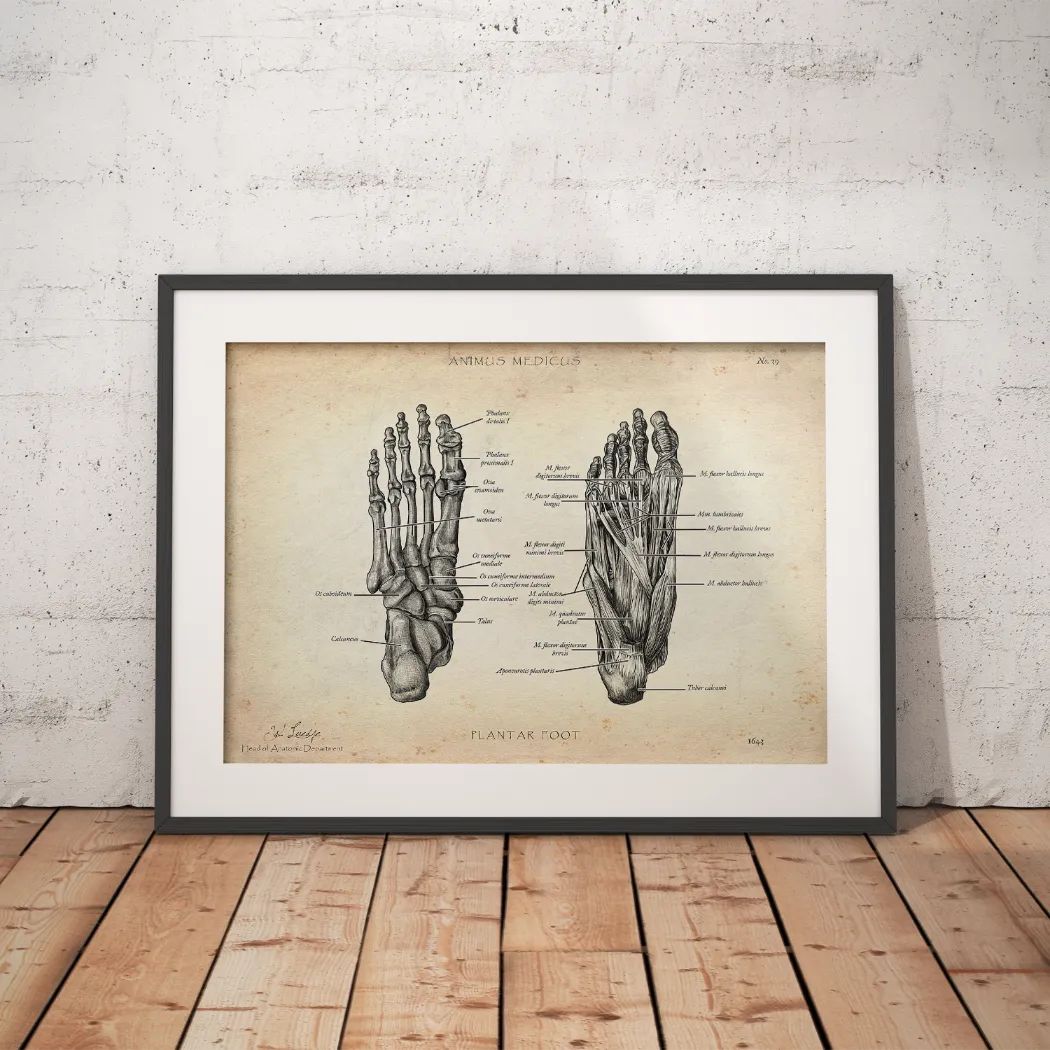 Foot Bone and Muscle Anatomy Poster - Animus Medicus – Animus Medicus US