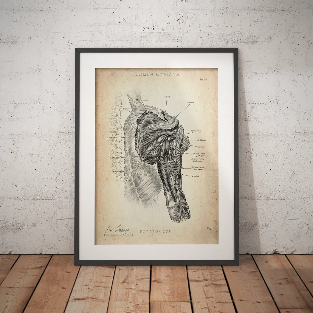 Rotator Cuff Anatomy Poster - Animus Medicus – Animus Medicus US