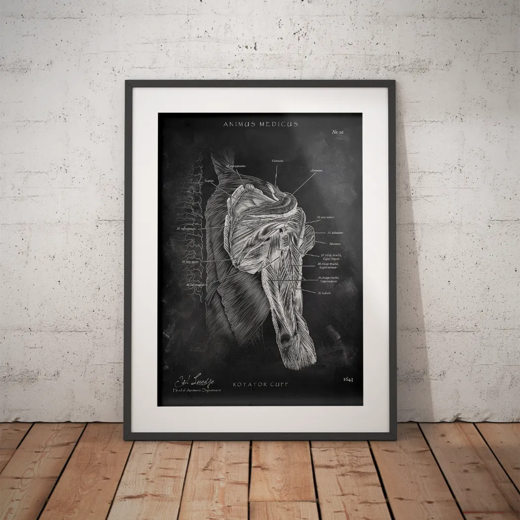 Rotator cuff - Vintage anatomy poster in chalk – Animus Medicus US