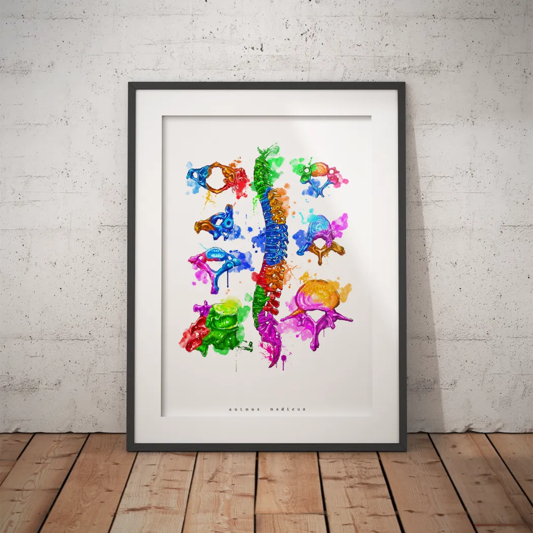 Vertebral Body Anatomy - Rainbow – Animus Medicus US